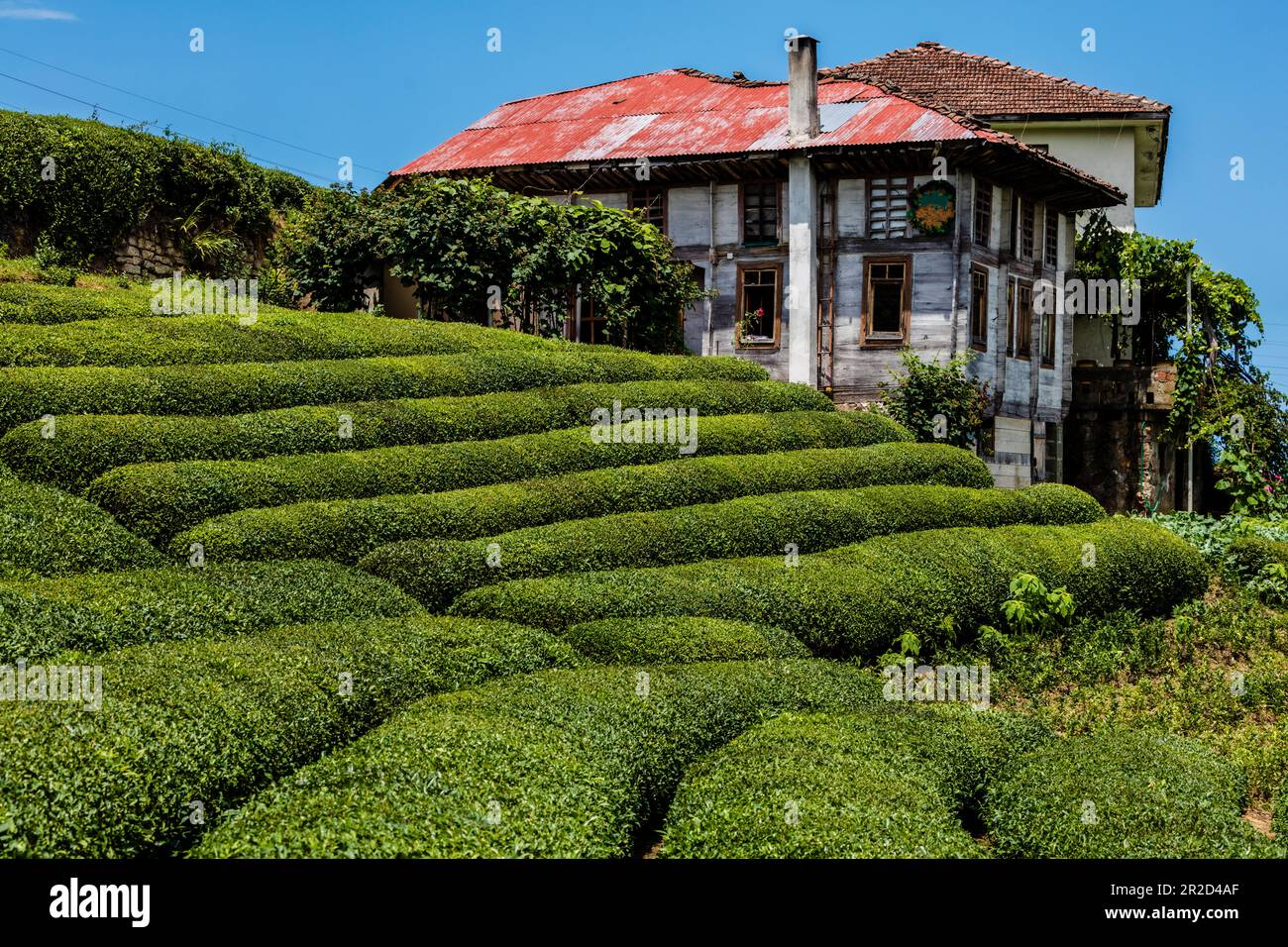 Tea Gardens Of Rize Stock Photo - Alamy