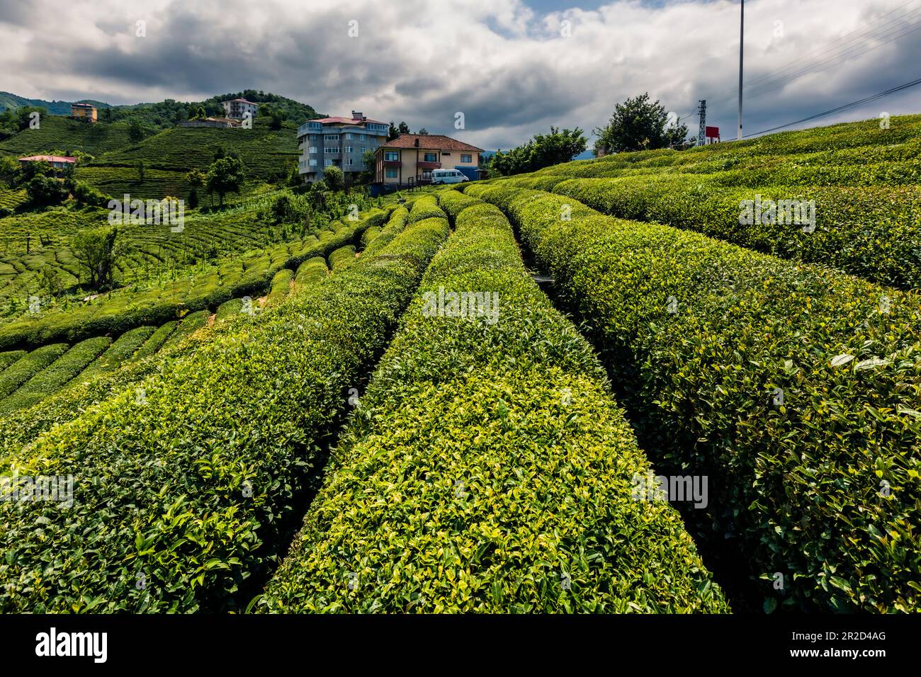 Tea Gardens Of Rize Stock Photo - Alamy