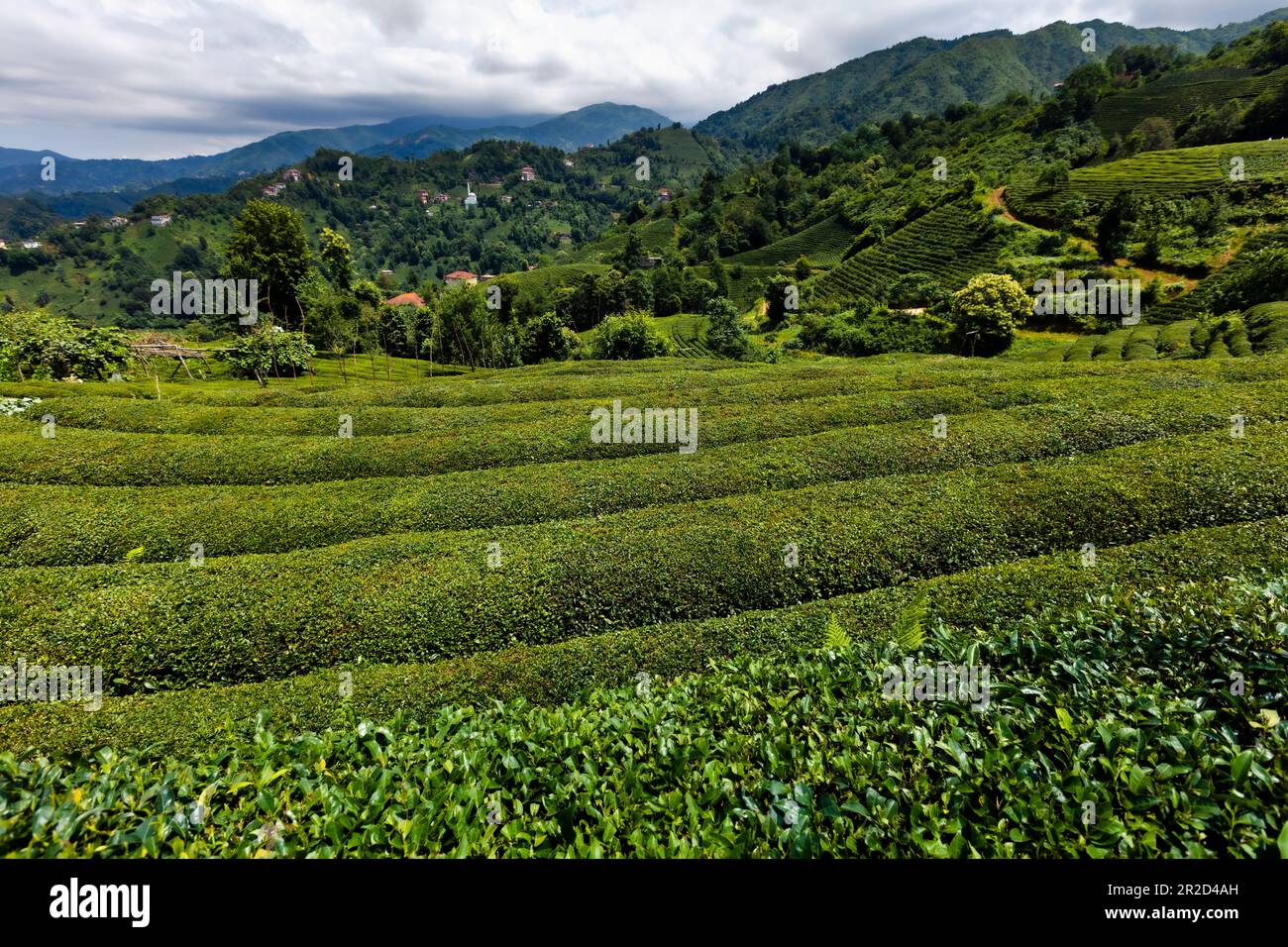 Tea Gardens Of Rize Stock Photo - Alamy