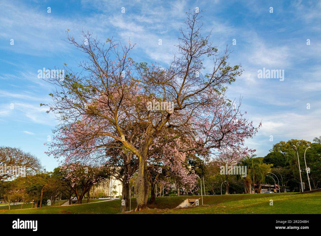 Flower of Ceiba speciosa or Chorisia speciosa pollinating bees in ...