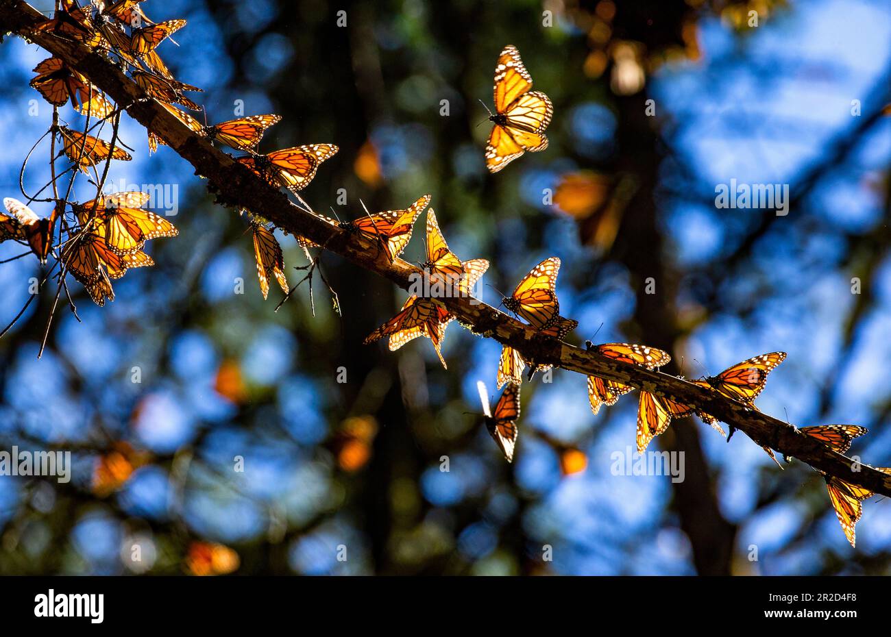 Monarch butterflies (Danaus plexippus) are sitting on branches in the ...