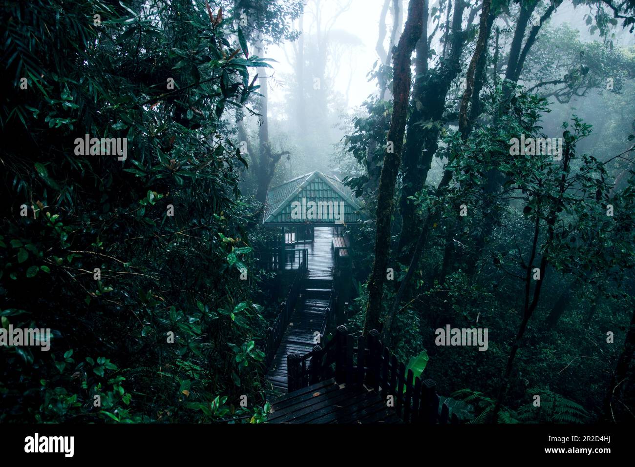 Mossy forest, Malaysia Stock Photo - Alamy