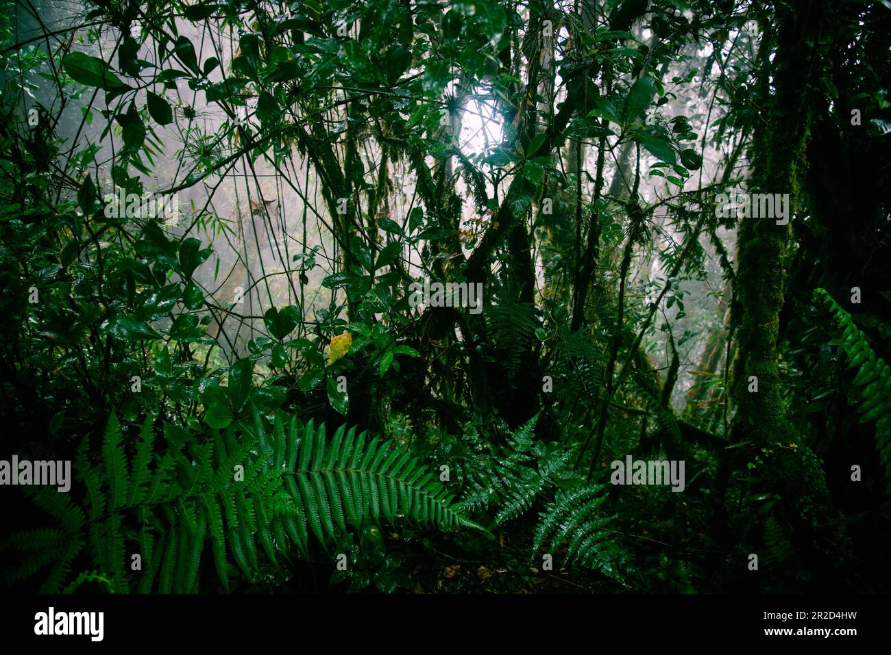 Mossy forest cameron highlands hi-res stock photography and images - Alamy