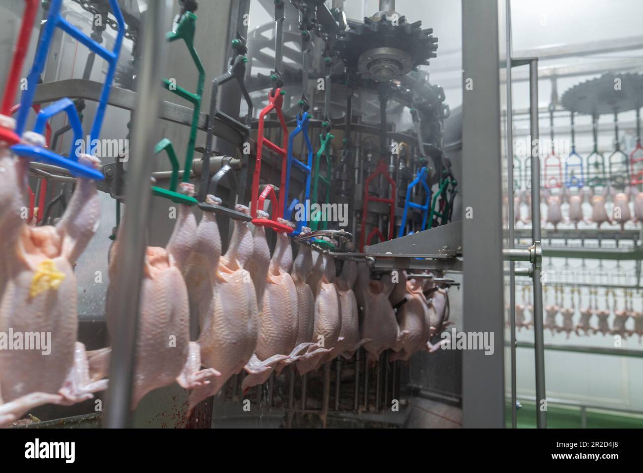 Chicken hang to automate cut offal in process line Stock Photo - Alamy