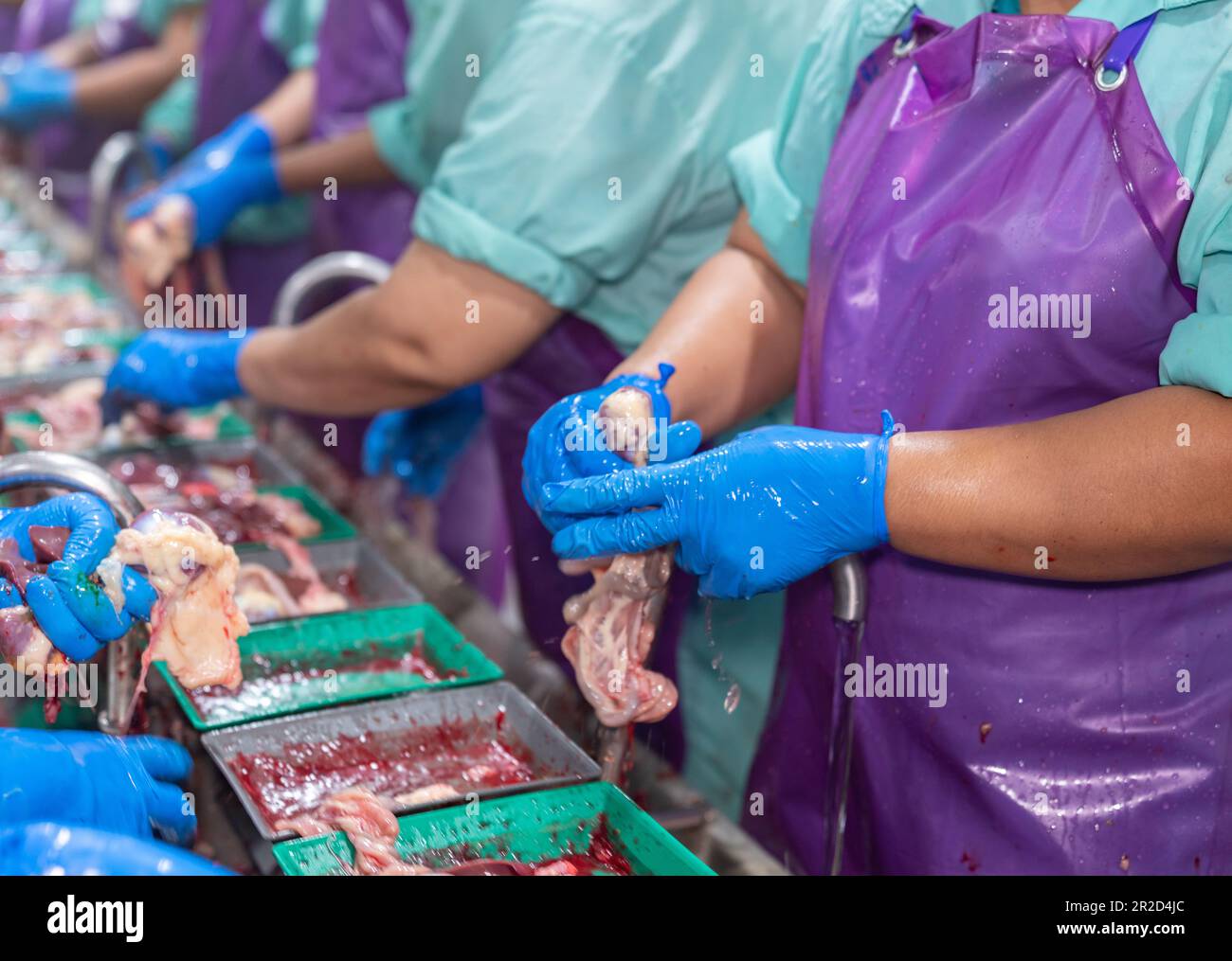 Worker pull offal surplus out in process line at poultry factory Stock ...