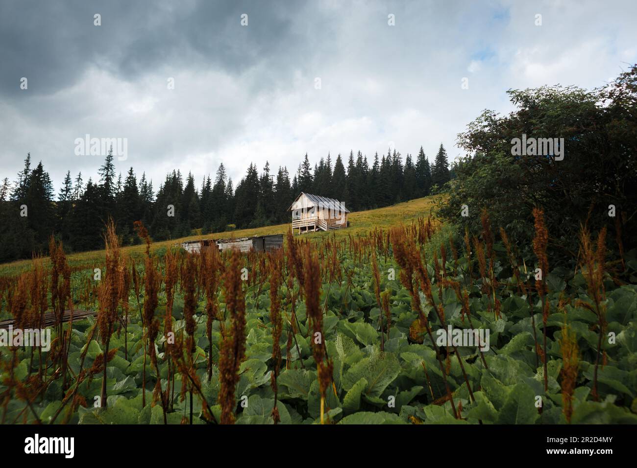 mountain wooden house among meadows surrounded by dense forest Stock ...