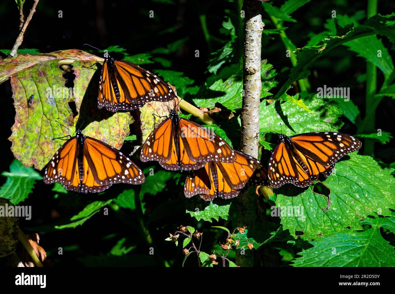 Monarch butterflies (Danaus plexippus) are sitting on branches in the ...