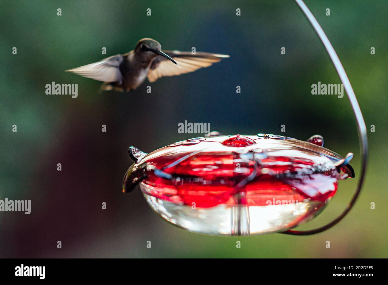 Ruby throated hummingbird at the feeder Stock Photo - Alamy