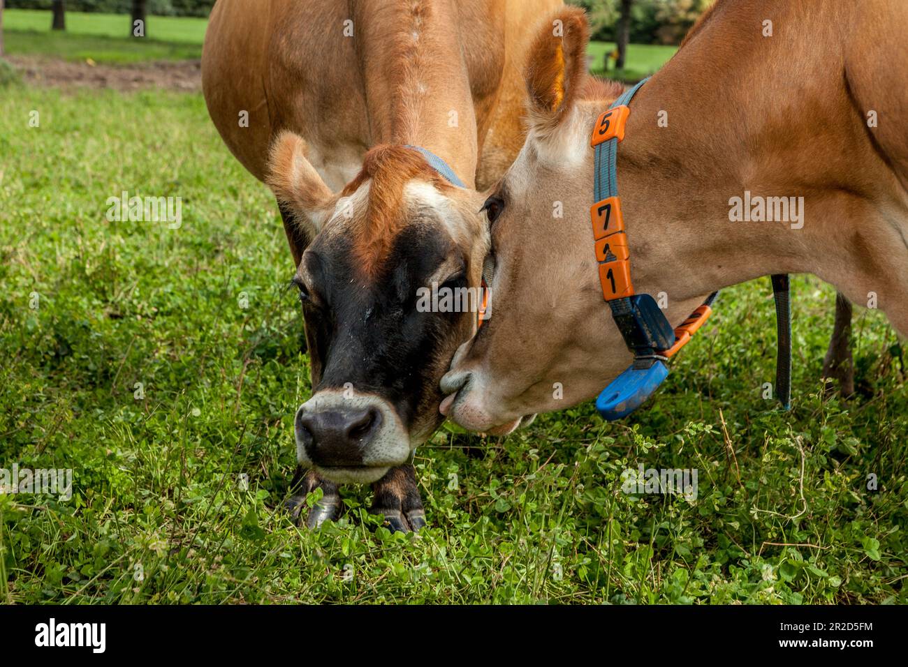 Jersey dairy cows tambo Stock Photo - Alamy