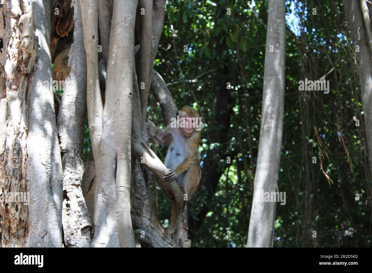 Staring at people hi-res stock photography and images - Alamy
