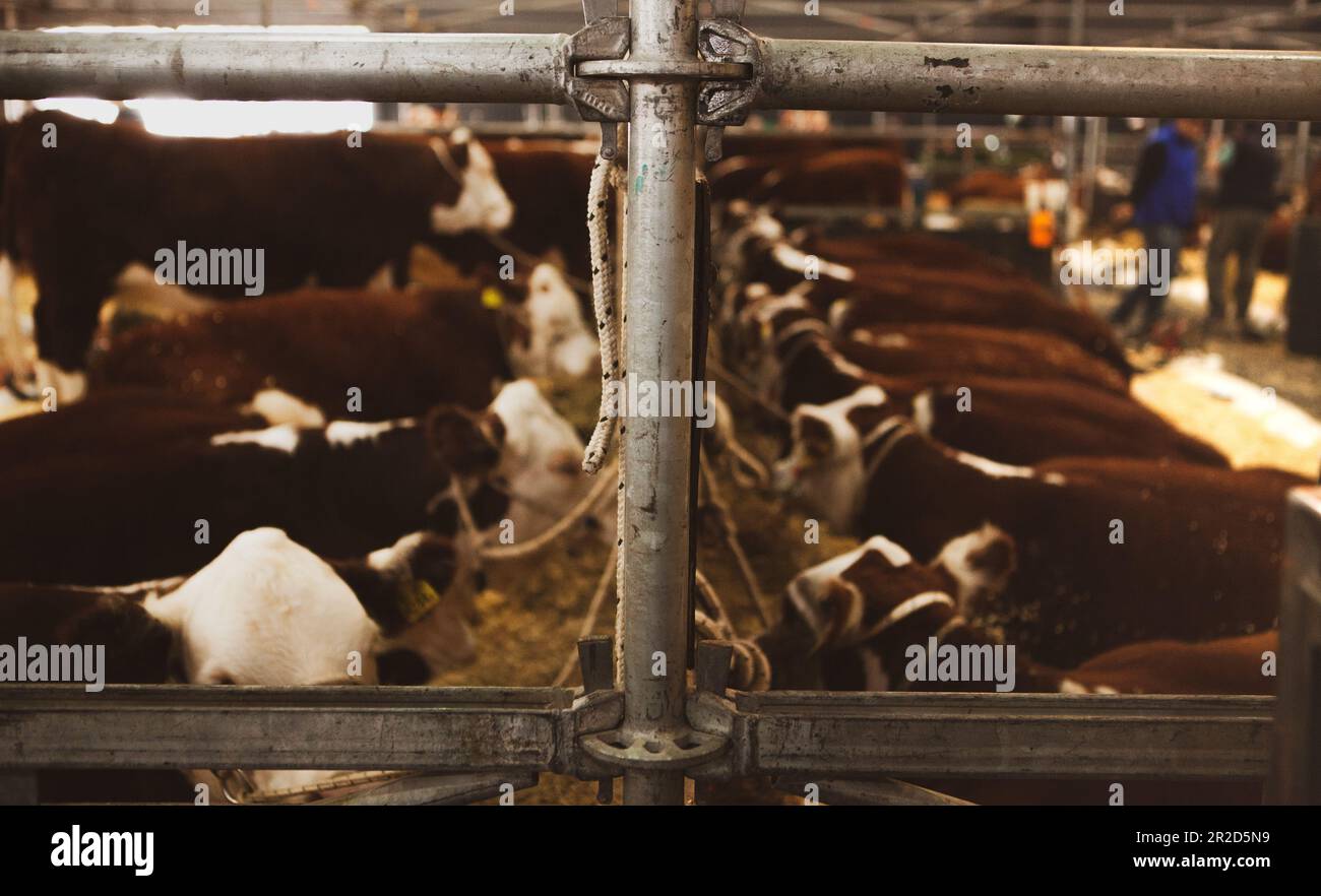 Cows tied in a Corral eating and sleeping Stock Photo - Alamy