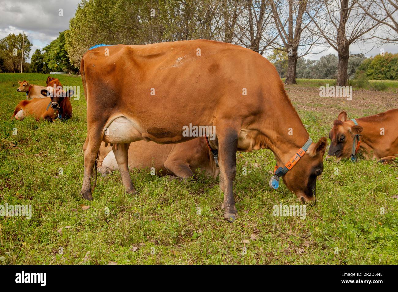 Jersey dairy cows tambo Stock Photo - Alamy