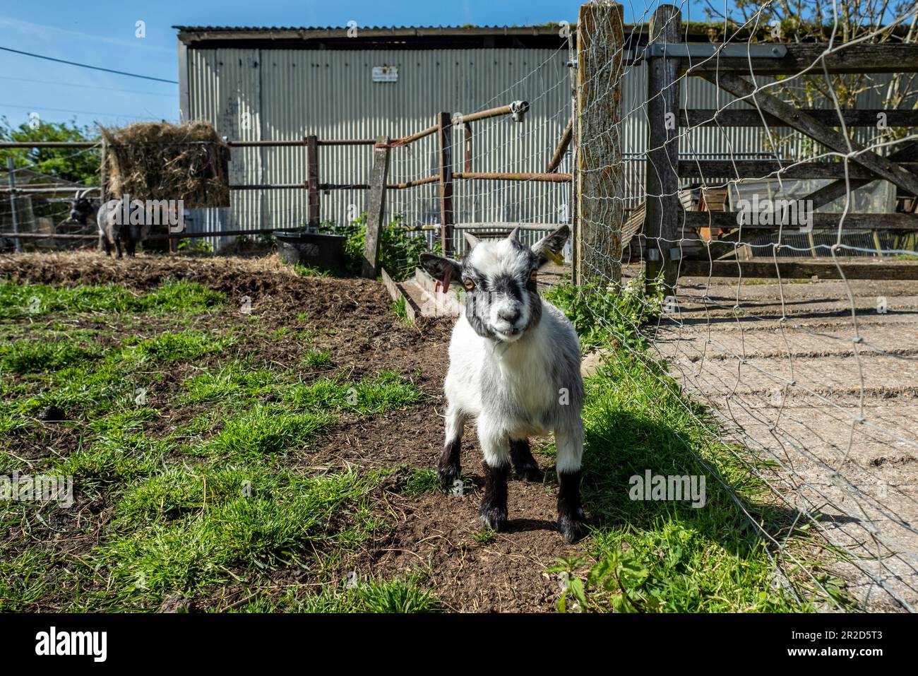 Brighton, May 3rd 2023: A goat at Mile Oak Farm Stock Photo - Alamy