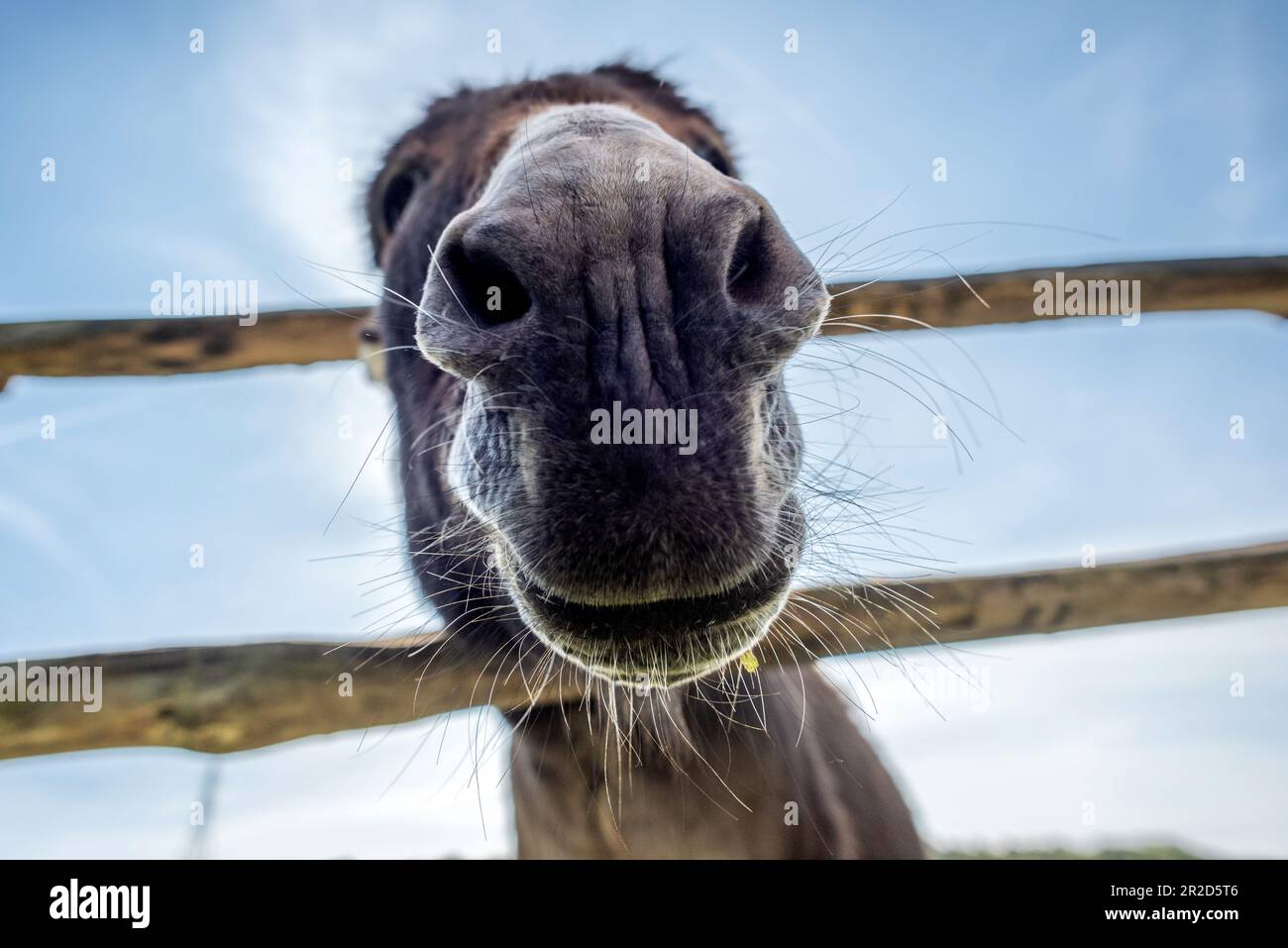 Brighton, May 3rd 2023: A donkey at Mile Oak Farm Stock Photo - Alamy