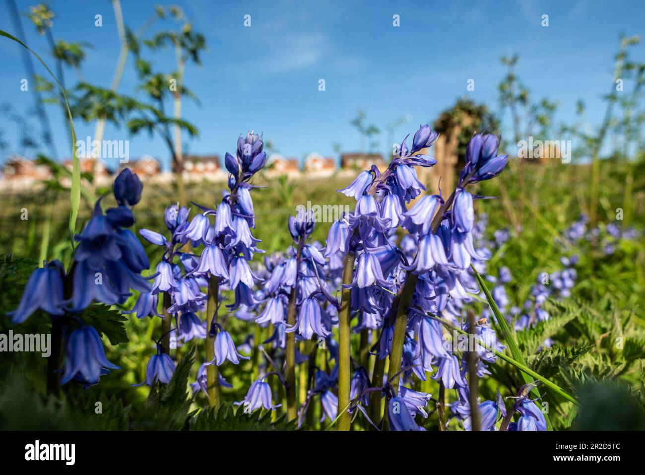 Brighton, May 3rd 2023: Bluebells in Mile Oak Stock Photo - Alamy