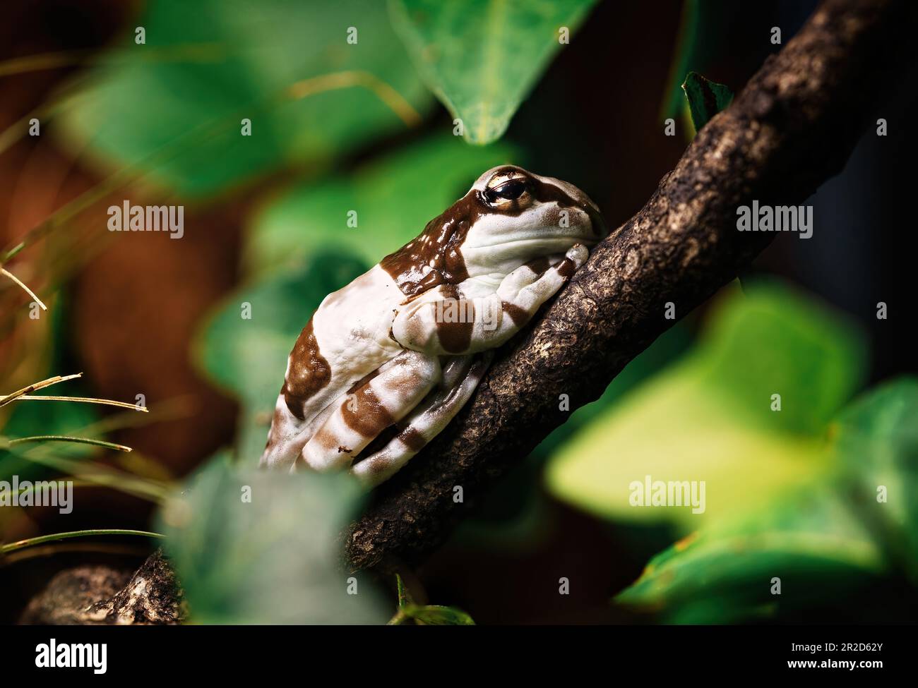 frog during spring mating season on the survace of pond Stock Photo - Alamy