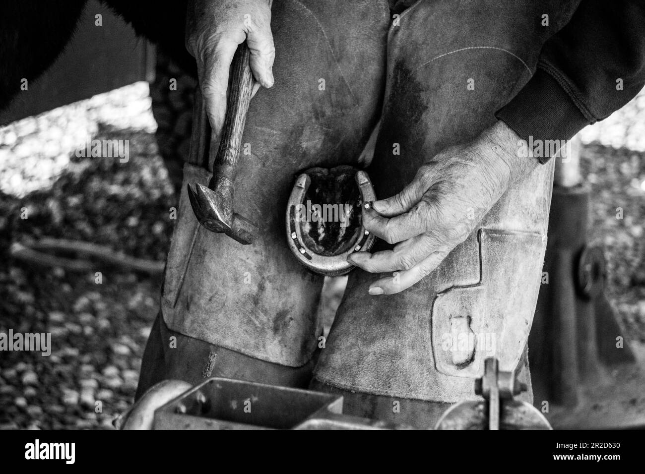Farrier working on shoeing a mule with a hammer and nail Stock Photo ...