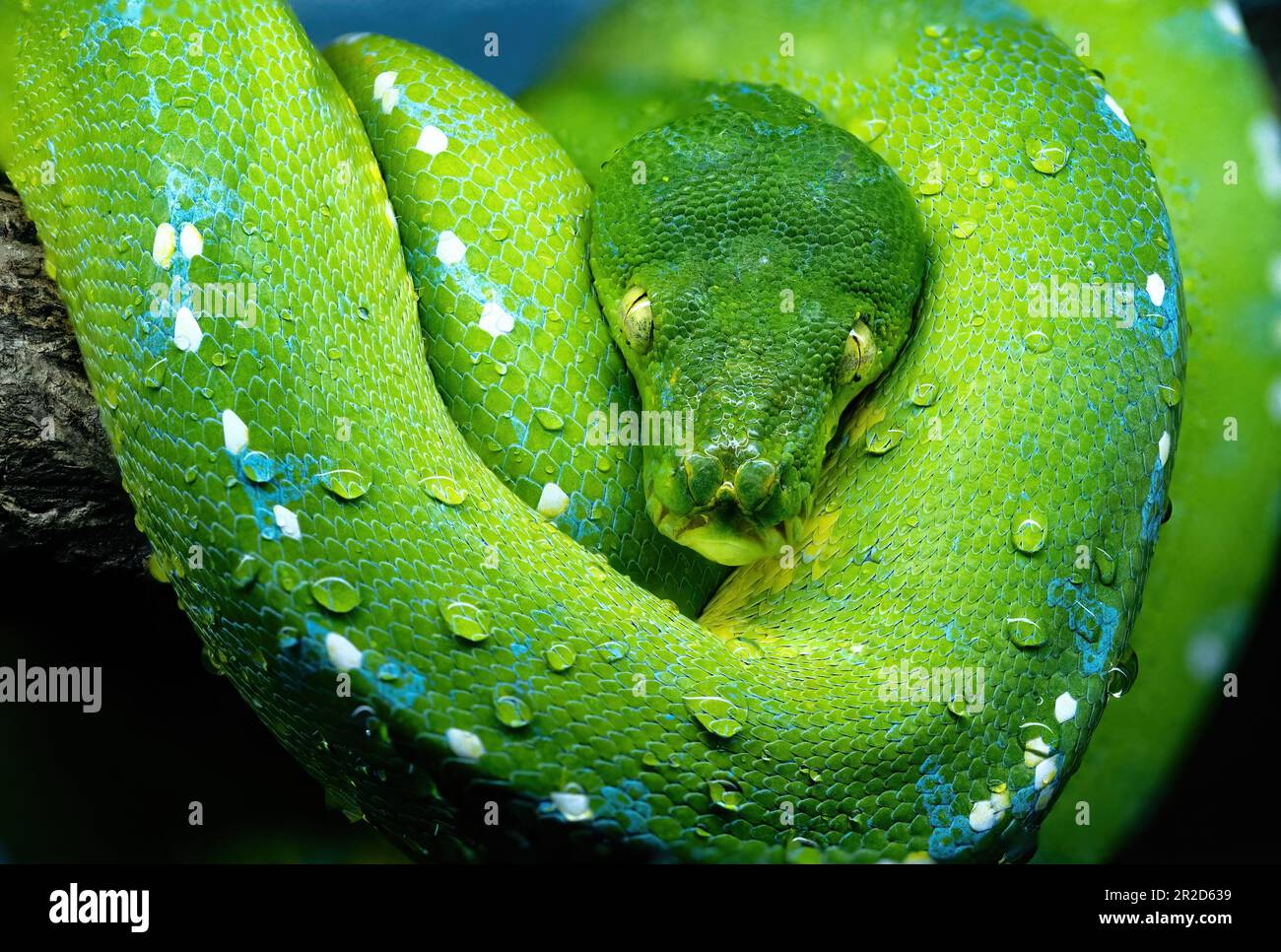 Green tree pyton on branch Stock Photo - Alamy