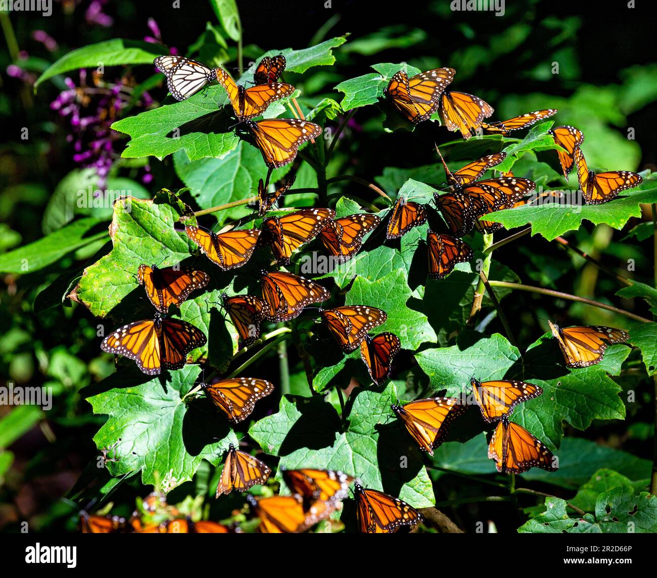Monarch butterflies (Danaus plexippus) are sitting on branches in the ...