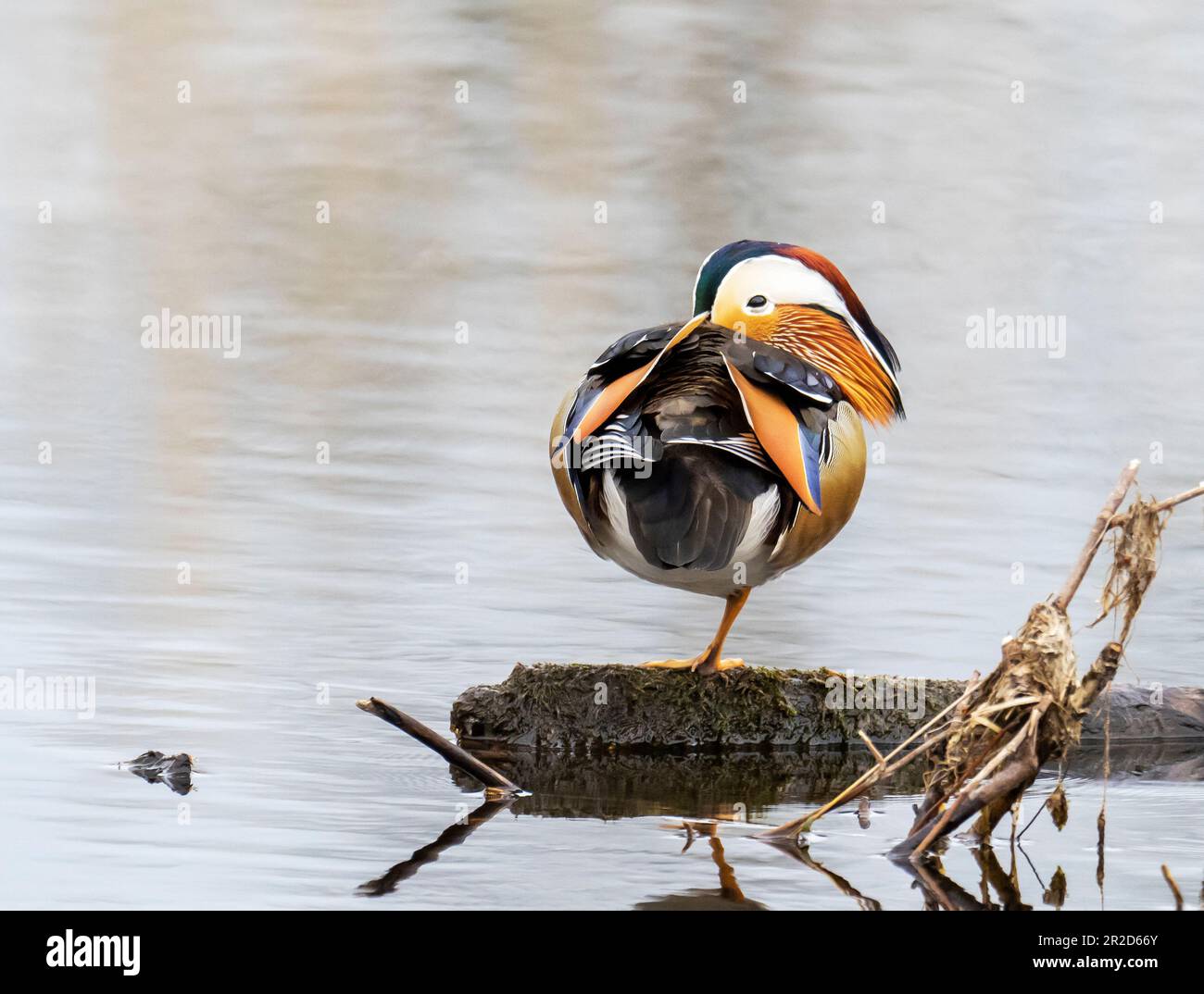 A Mandarin Duck, Aix galericulata on the River Brathay in Ambleside ...