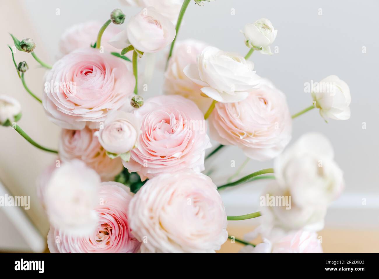 A bouquet of a light pink ranunculus Stock Photo - Alamy