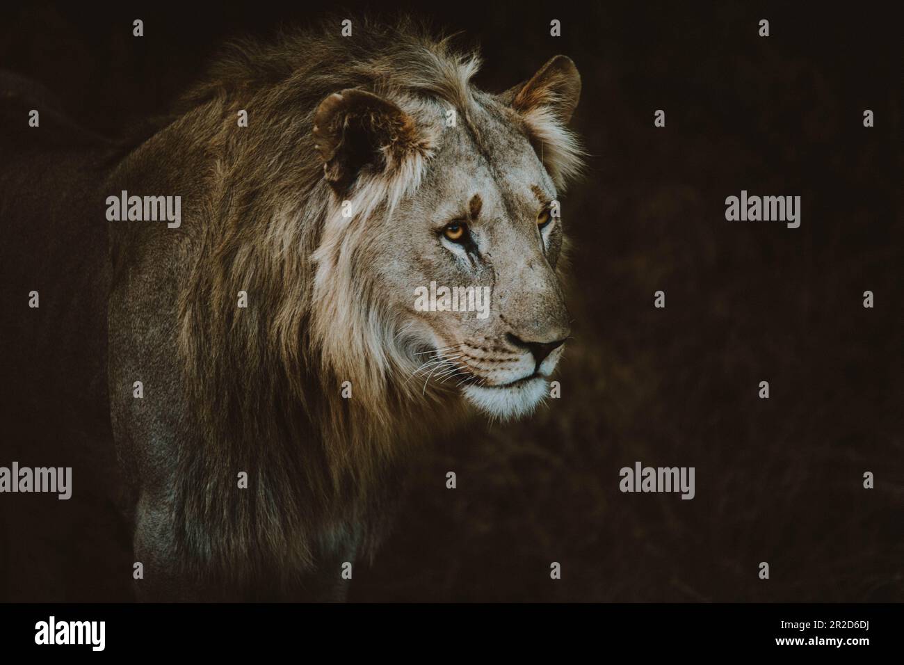 African male lion roaming on safari Stock Photo - Alamy