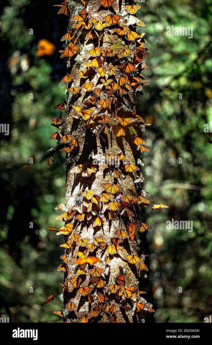 Colony of Monarch butterflies (Danaus plexippus) on a pine trunk in a ...