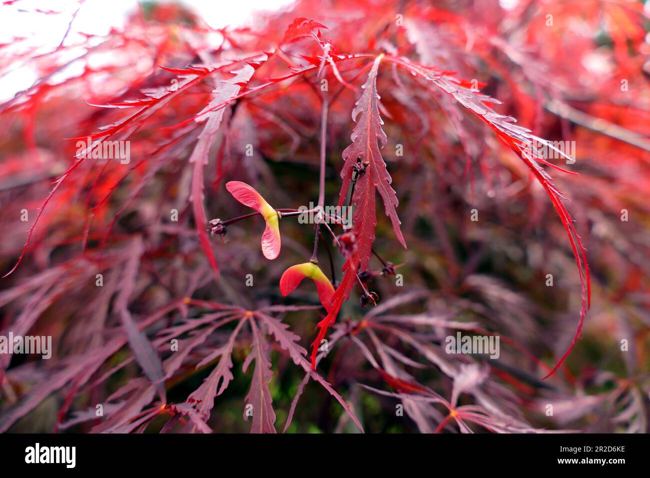 leaves and branches of red maple Stock Photo - Alamy