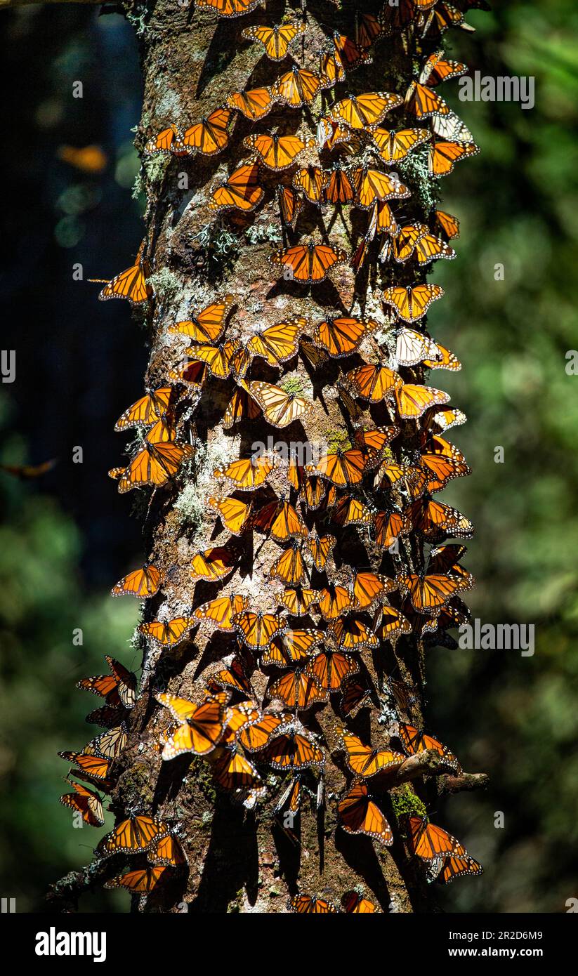 Colony of Monarch butterflies (Danaus plexippus) on a pine trunk in a ...