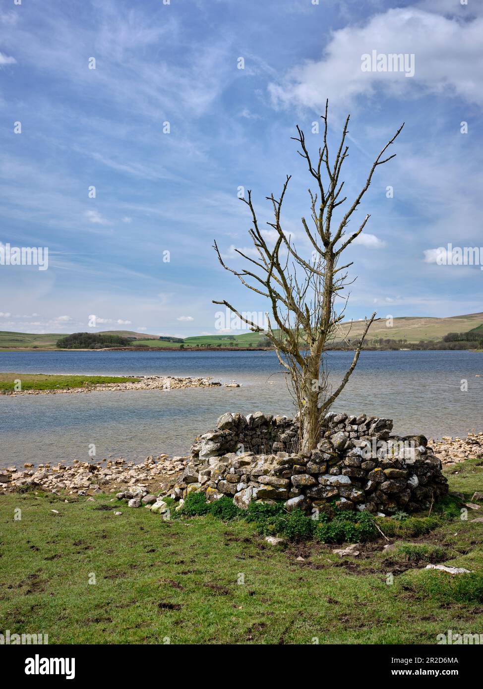 Old tree trunk on the lake shore hi-res stock photography and images ...