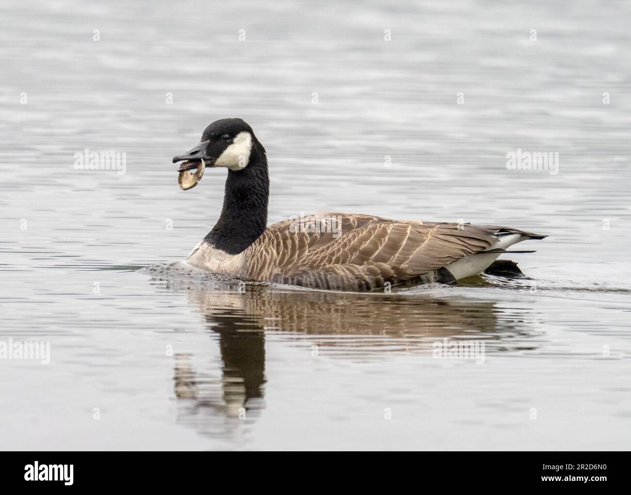 Injured goose injured bird hi-res stock photography and images - Alamy