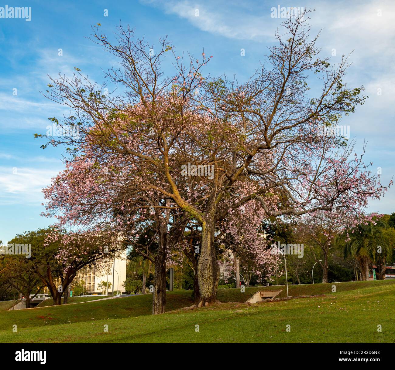 Flower of Ceiba speciosa or Chorisia speciosa pollinating bees in ...