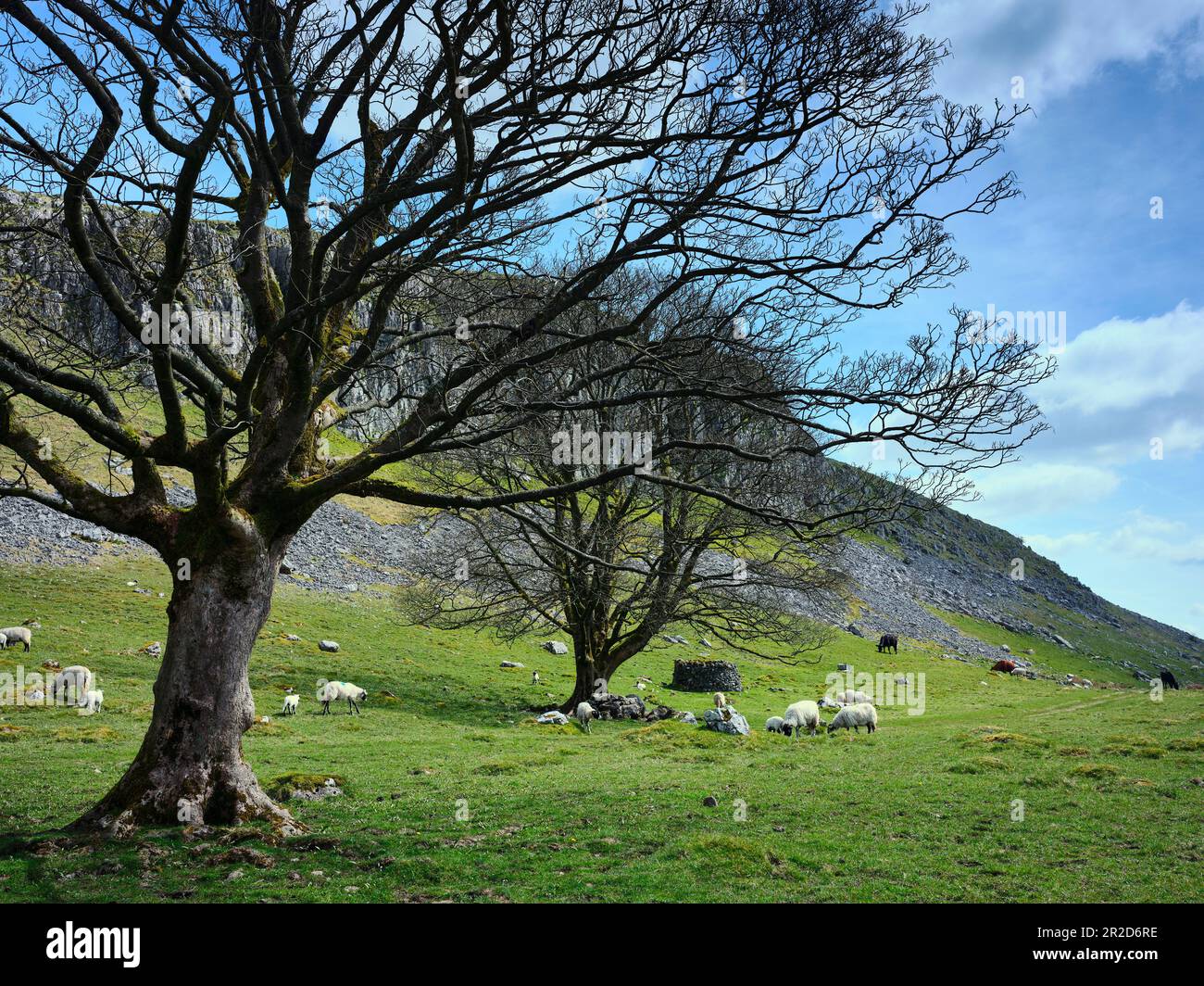 Looking east from Malham Tarn towards Great Close Scar a flock of sheep ...