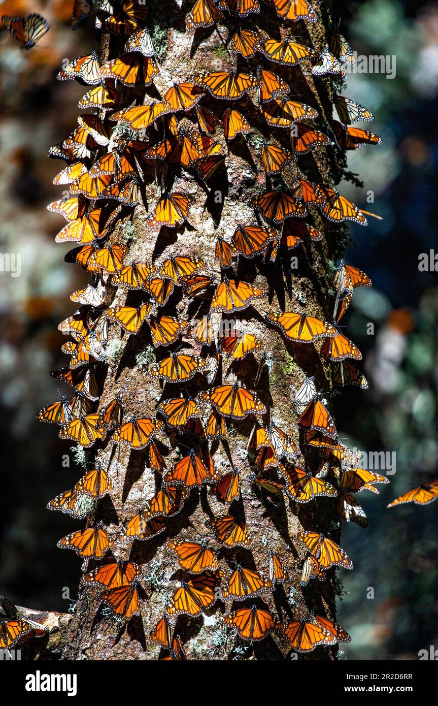 Colony of Monarch butterflies (Danaus plexippus) on a pine trunk in a ...