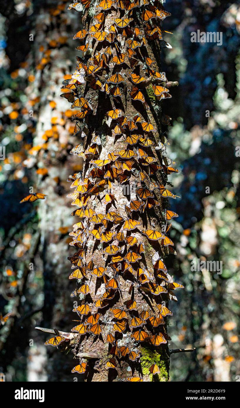 Colony of Monarch butterflies (Danaus plexippus) on a pine trunk in a ...