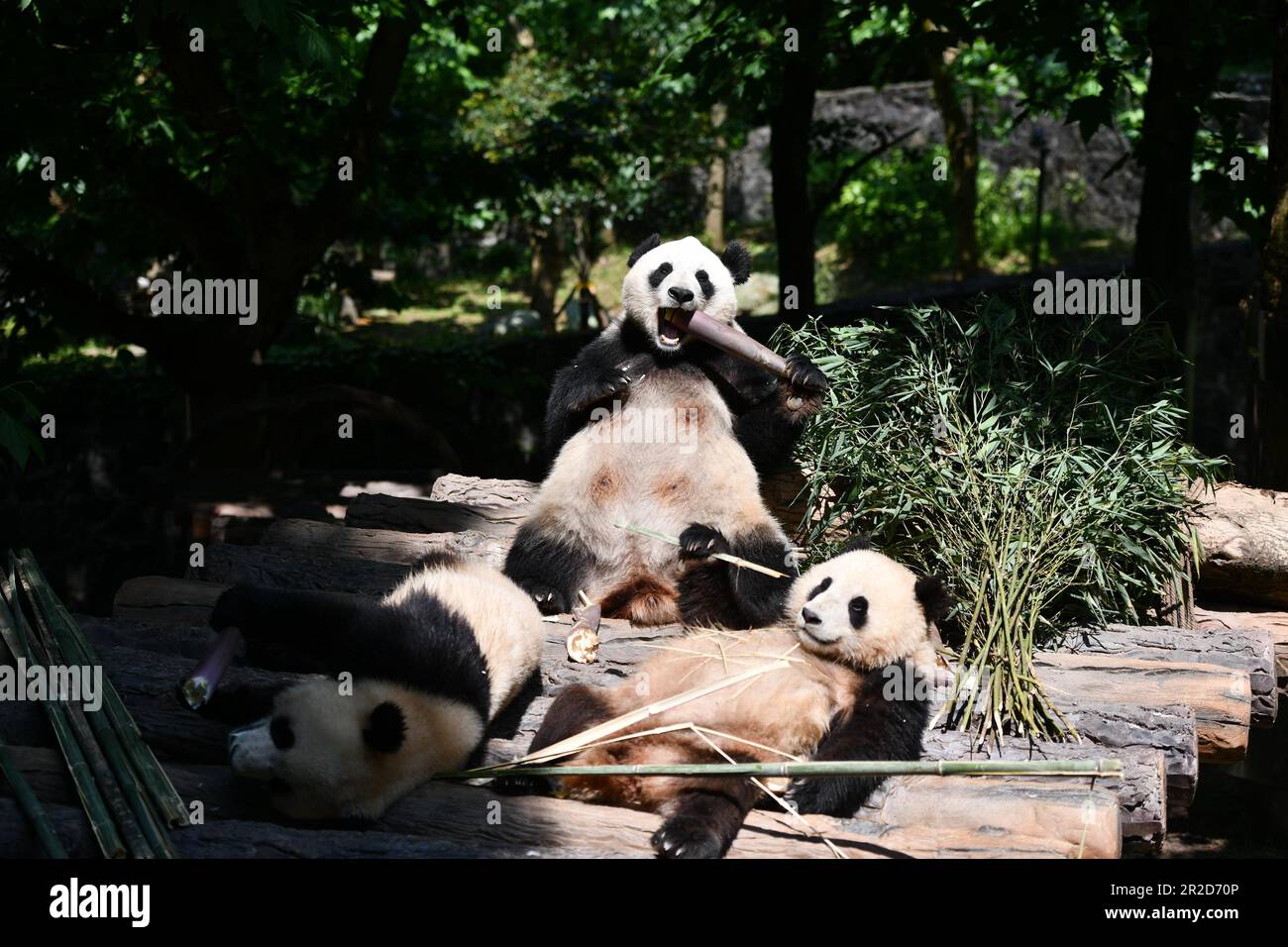 Chengdu City, southwest China's Sichuan Province, 18 May, 2023. Giant ...