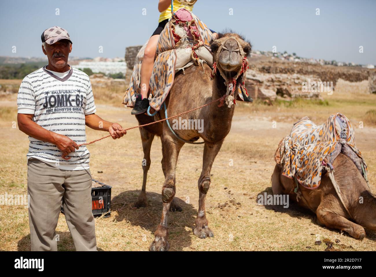 Moroccan Man tending to his camels in Tangier Morocco Stock Photo - Alamy