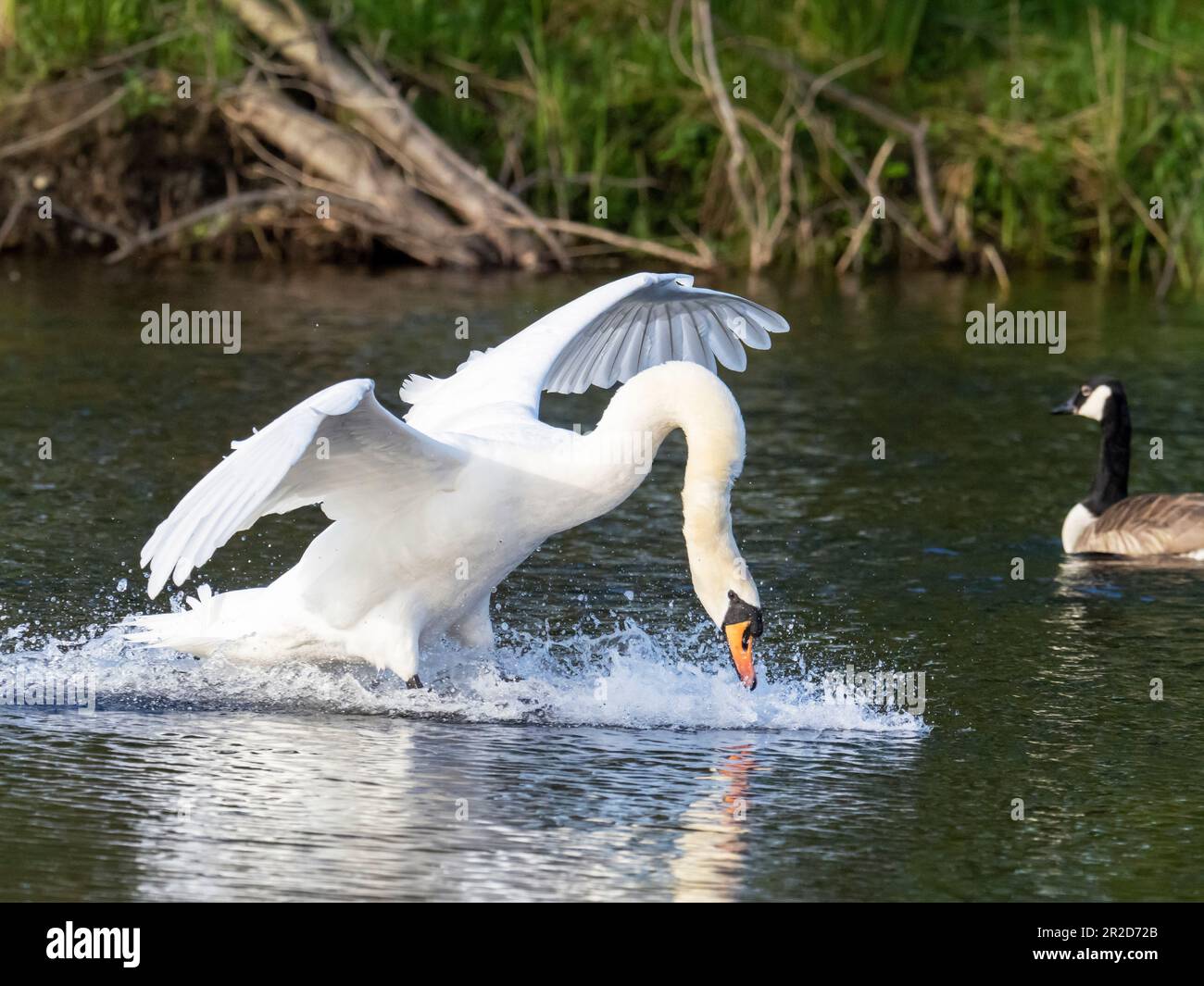 A Mute Swan, Cygnus olor acting territorially on Lake Windermere in ...