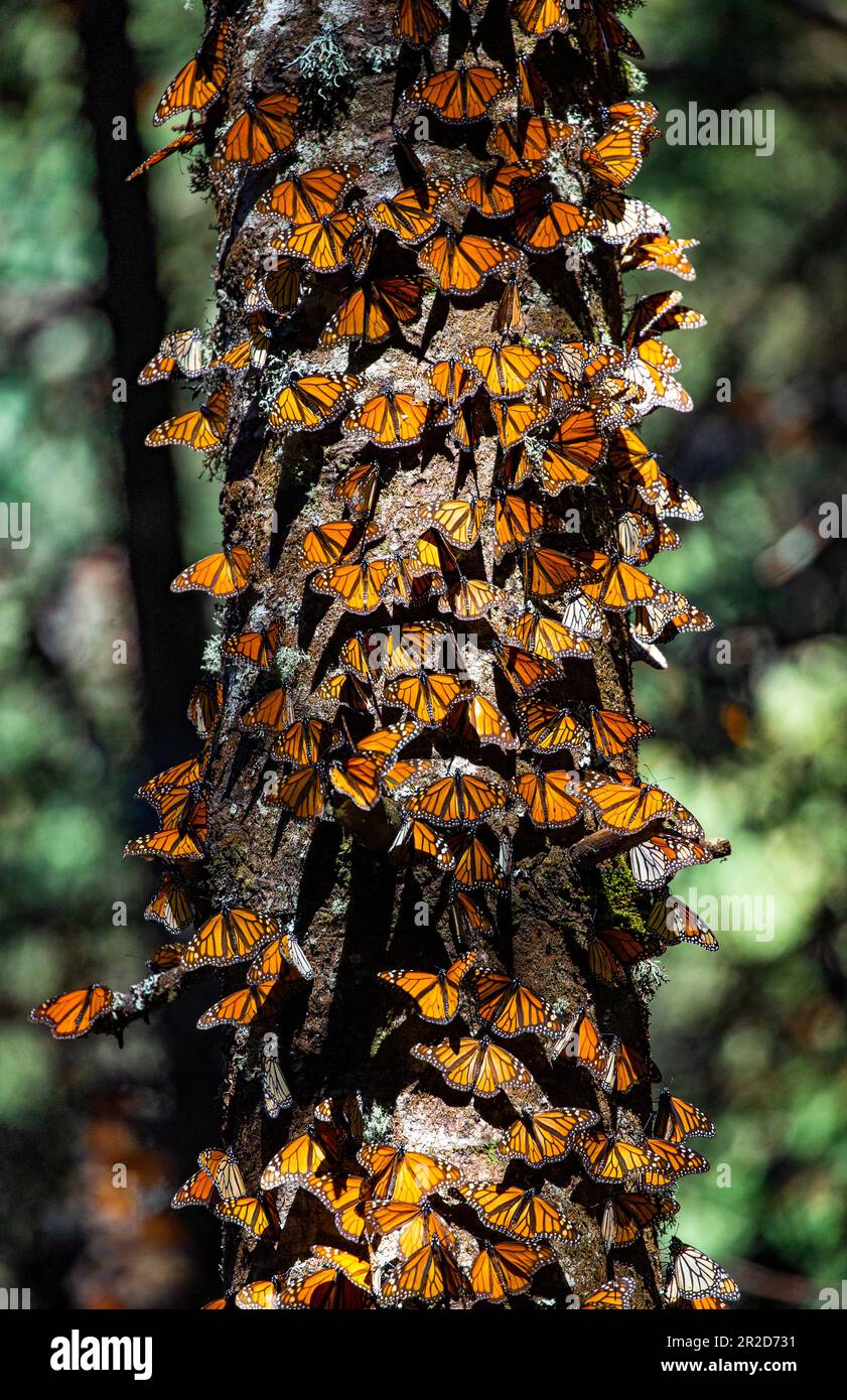 Colony of Monarch butterflies (Danaus plexippus) on a pine trunk in a ...
