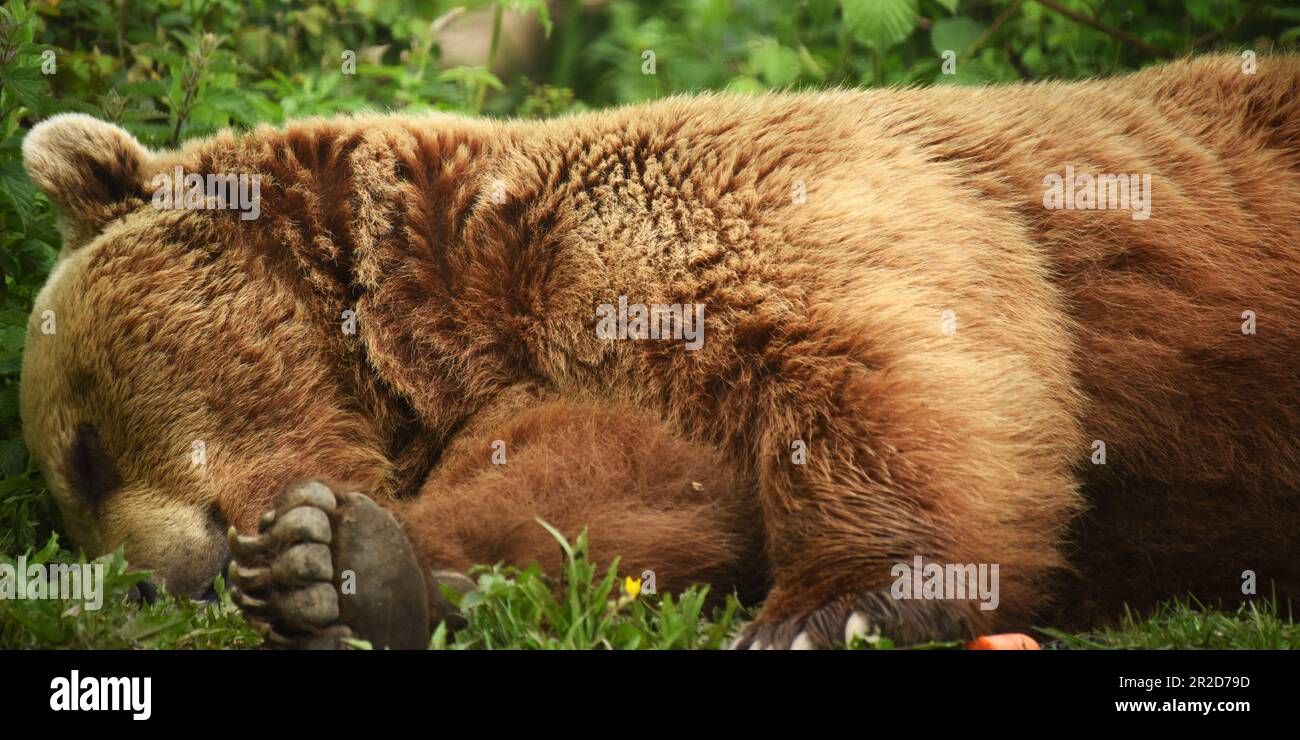 "European Brown Bears", "Port Lympne", "Kent", "Wildlife Park", "Animal ...