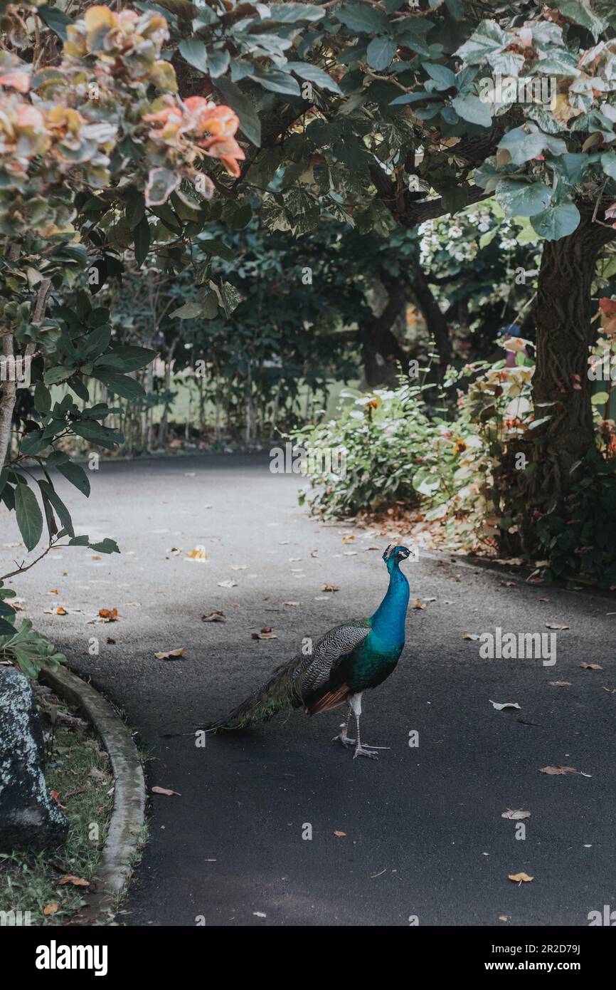 A peacock walking along a path surrounded by foliage and tropica Stock ...
