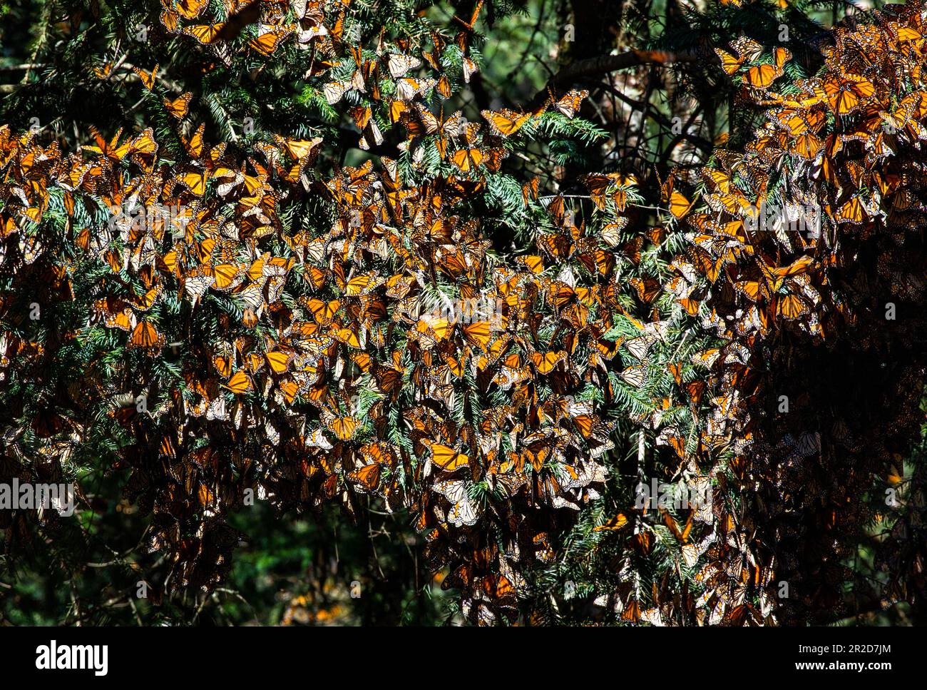Big colony of Monarch butterflies (Danaus plexippus) close-up in the ...