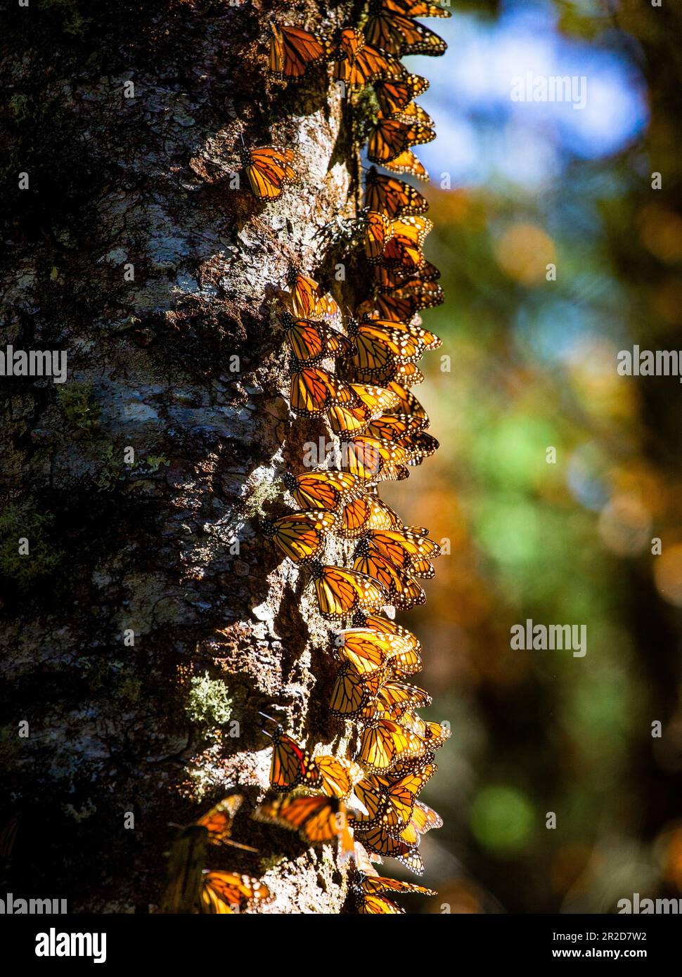 Colony of Monarch butterflies (Danaus plexippus) on a pine trunk in a ...