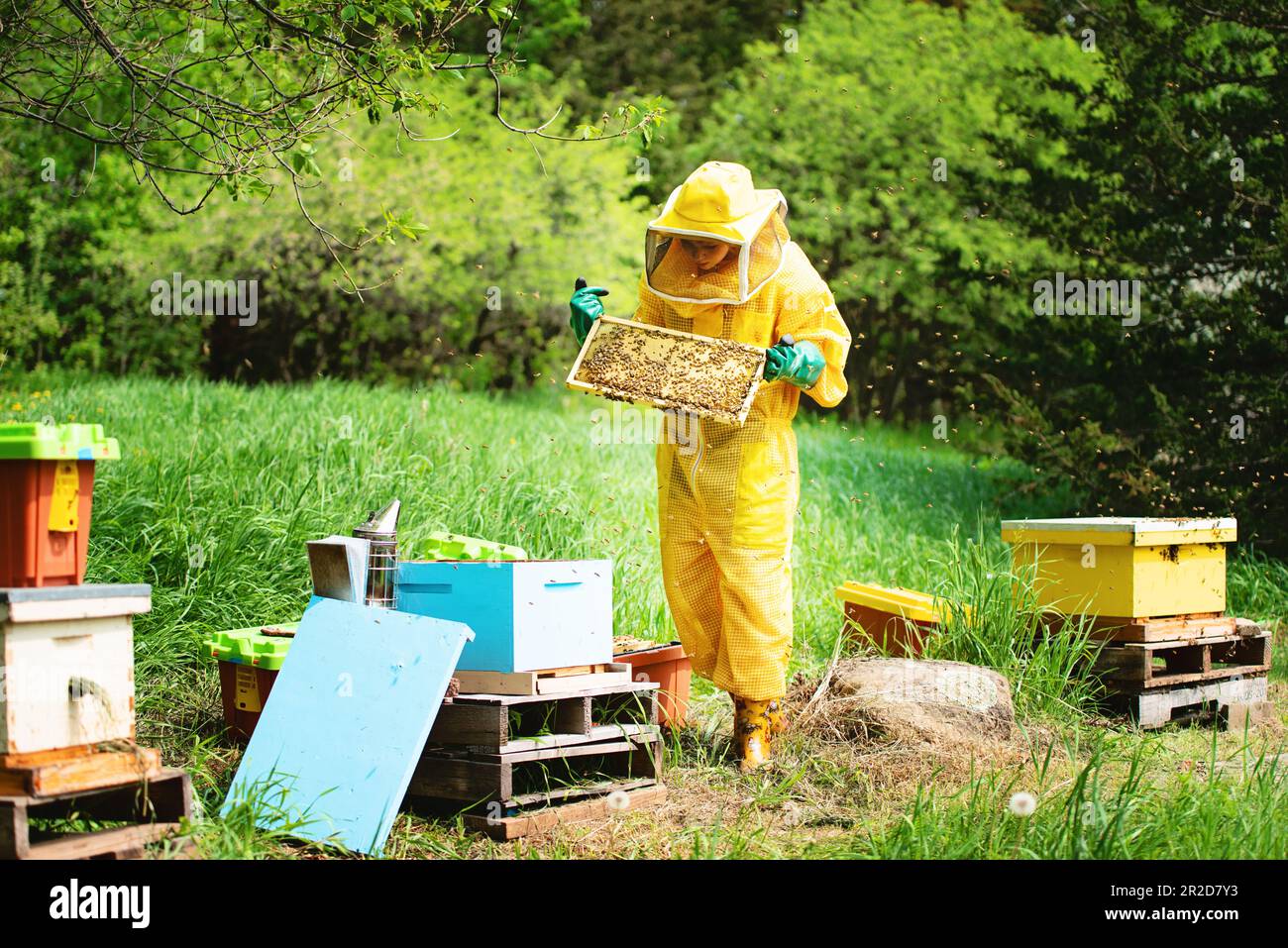 Young beekeeper tending hives and checking frames Stock Photo - Alamy