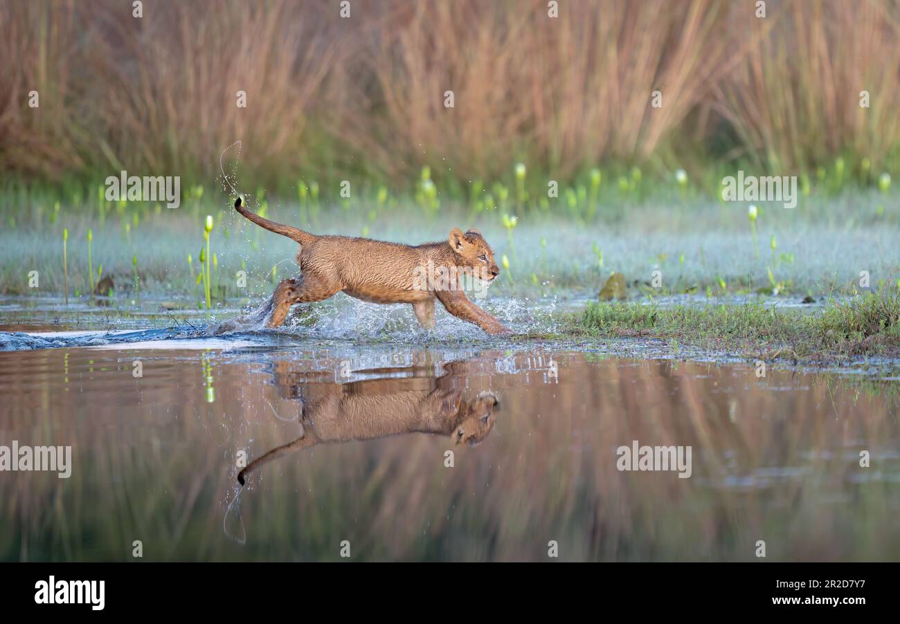 STUNNING REFLECTIVE images of a six week old lion cub leaping and ...