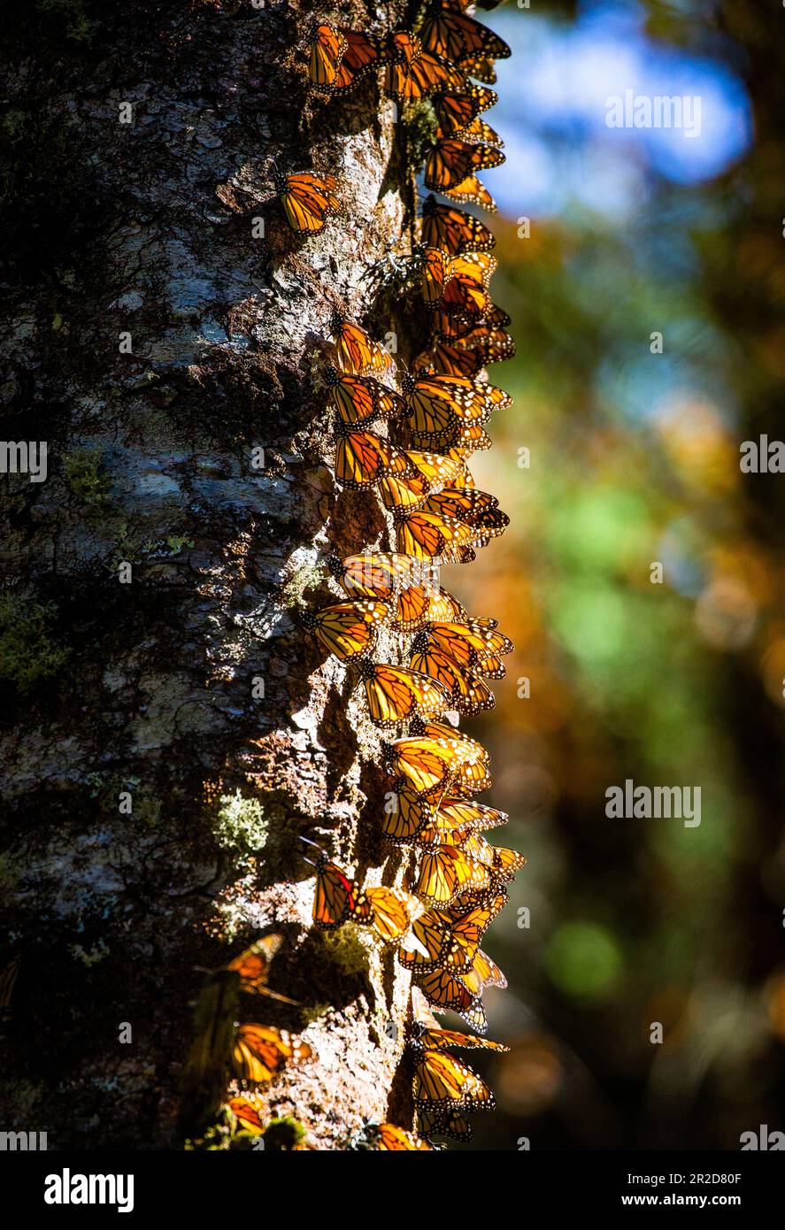 Colony of Monarch butterflies (Danaus plexippus) on a pine trunk in a ...