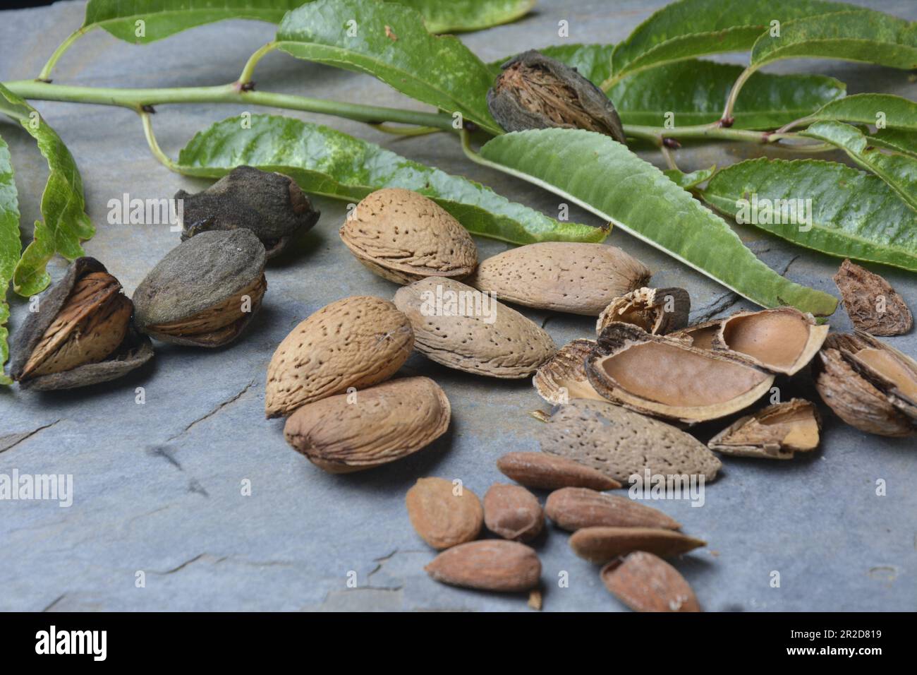Fresh almonds, freshly picked from the tree. Studio photo with stone ...