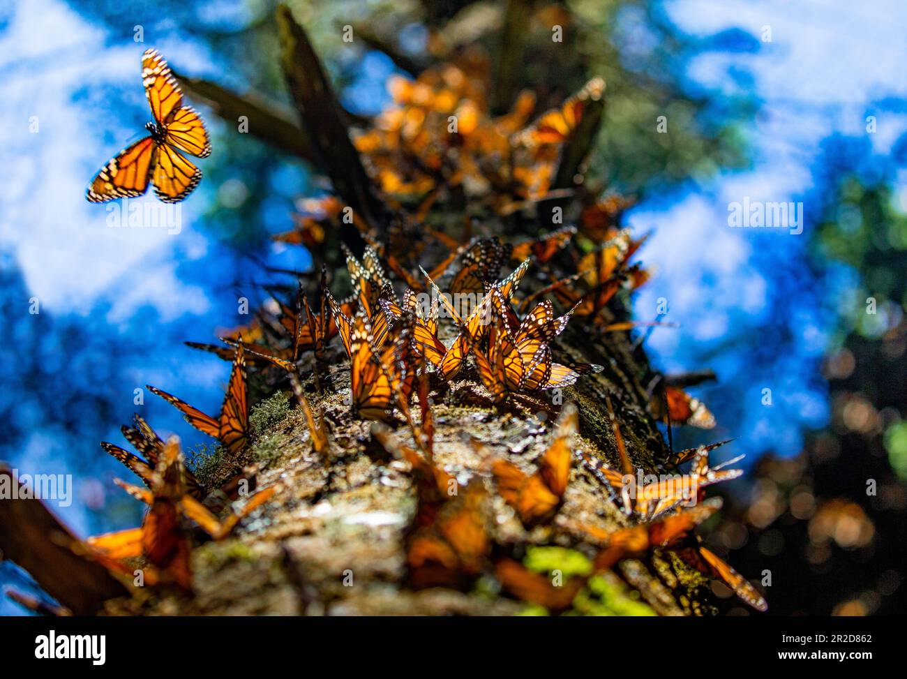 Colony of Monarch butterflies (Danaus plexippus) on a pine trunk in a ...