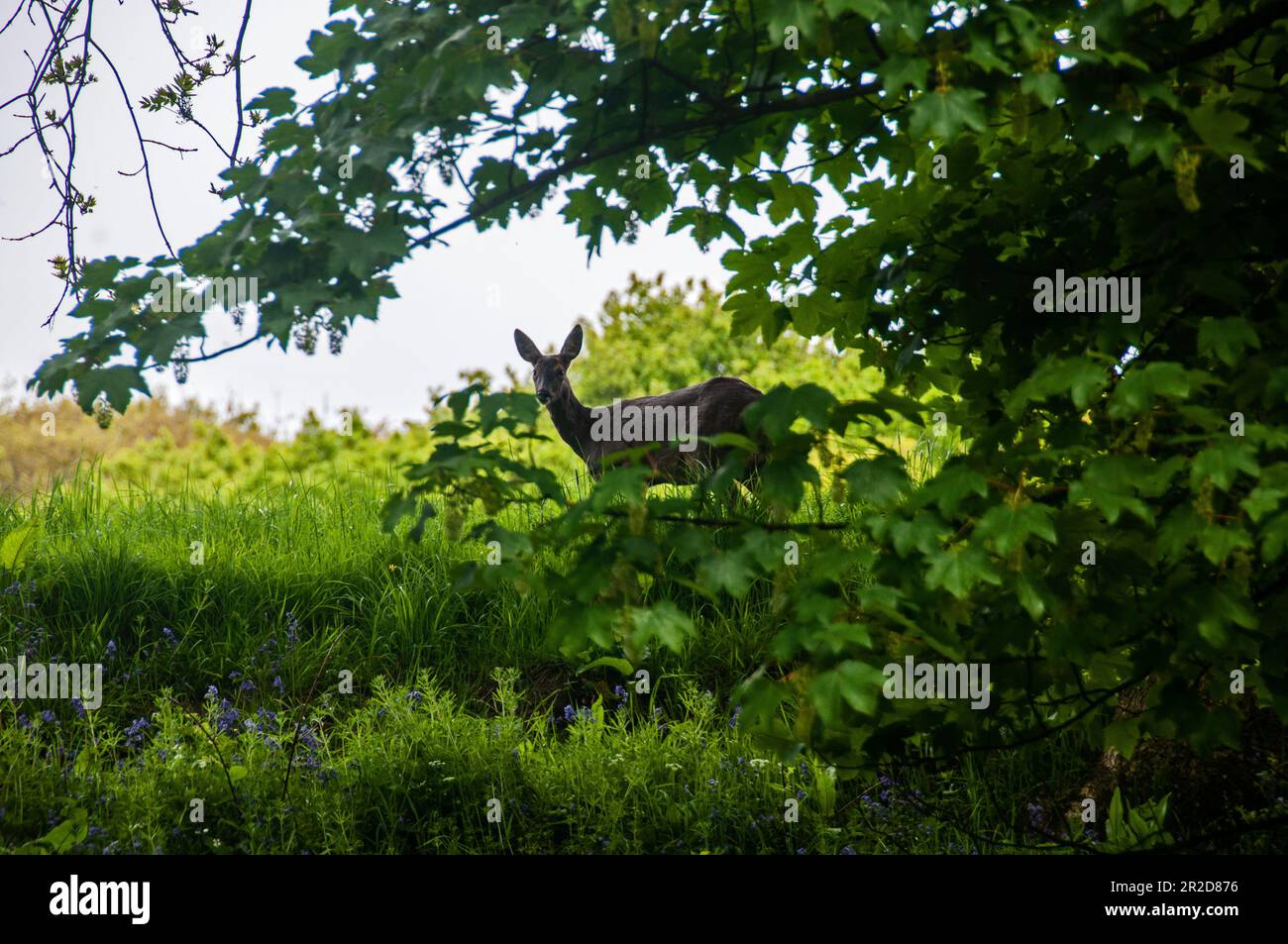 Around the UK -A native Roe Deer (Capreolus capreolus) amongst the ...