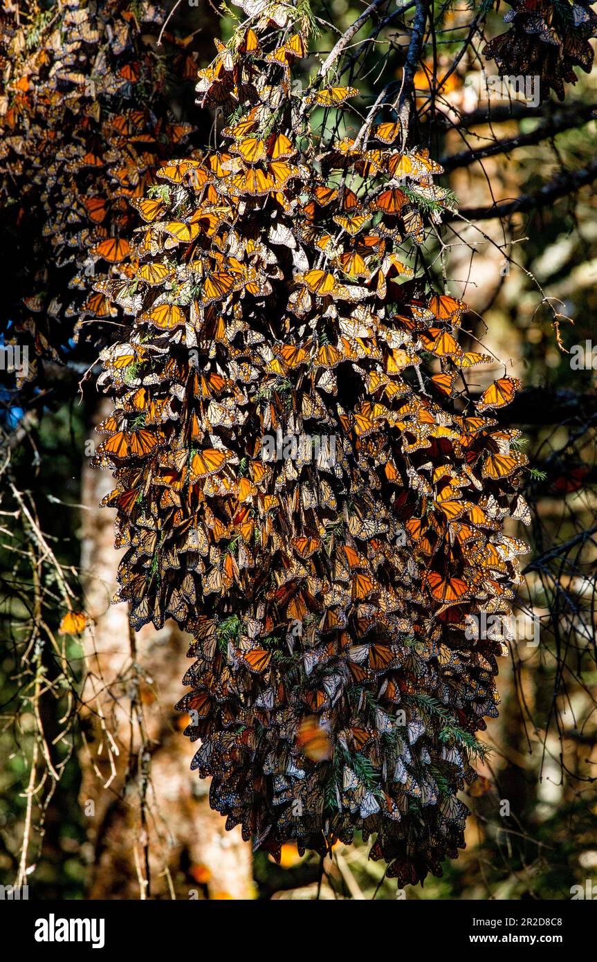 Colony of Monarch butterflies (Danaus plexippus) on a pine trunk in a ...